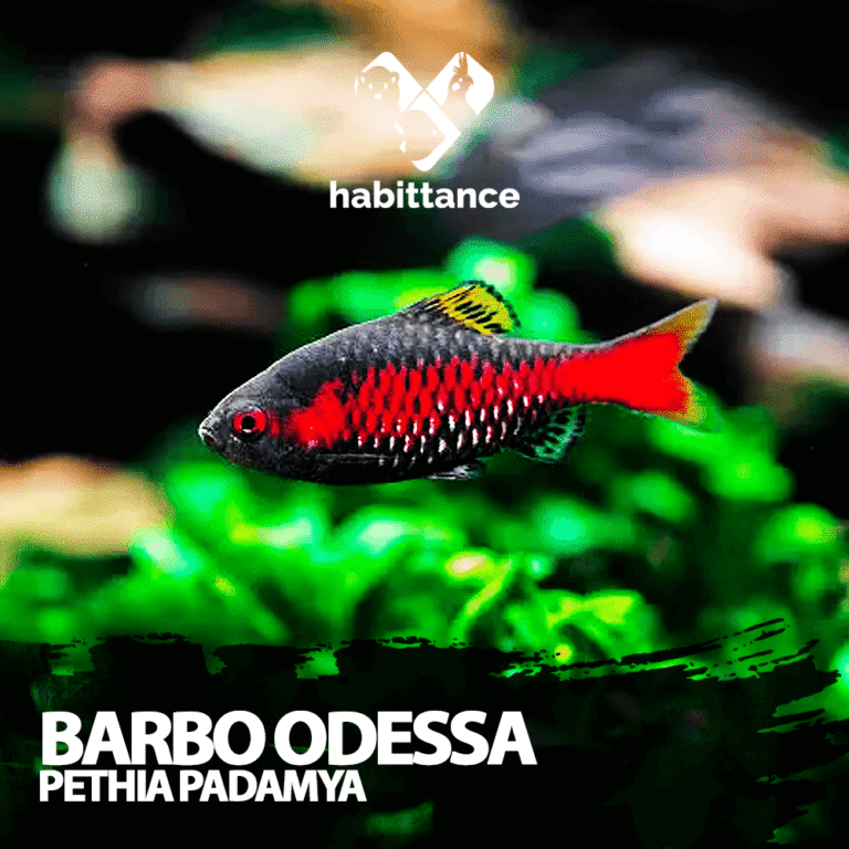 barbo odessa ( pethia padamya ) – Habittance